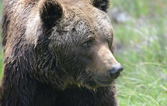 L'ours des Pyrénées - Article - Access'Infos