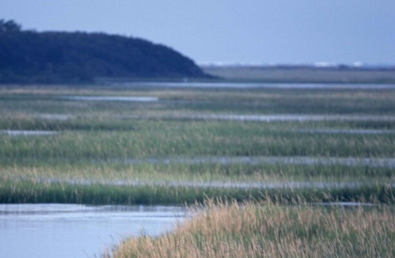 Les zones humides - Article - Access'Infos