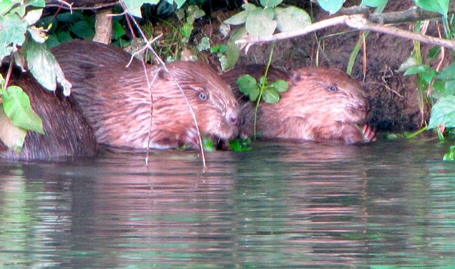 Les castors - Article - Access'Infos