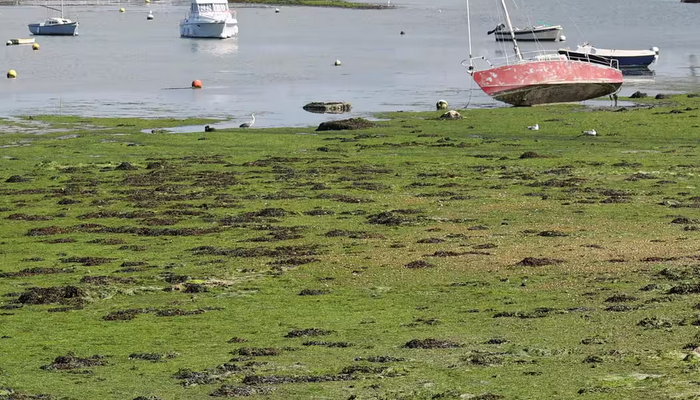 Les algues vertes - Article - Access'Infos