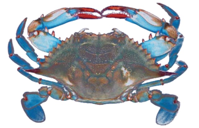 Le crabe bleu - Article - Access'Infos